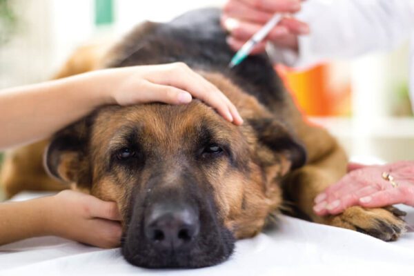 A Pet Owners Guide to Bone Cancer in Dogs: Causes, Symptoms, and Treatment