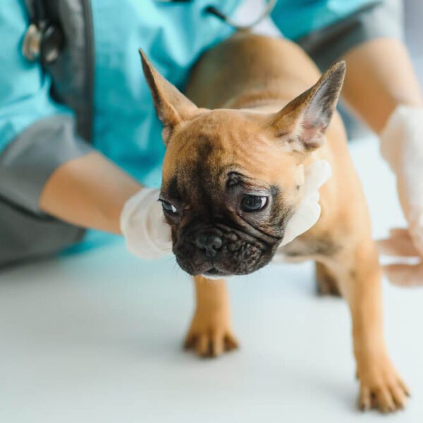 A Pet Owners Guide to Kidney Cancer in Dogs: Causes, Symptoms, and ...