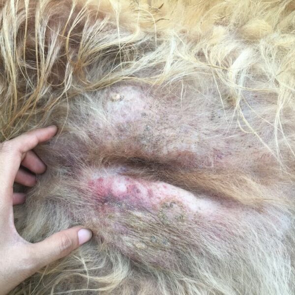 A Pet Owners Guide to Kidney Cancer in Dogs: Causes, Symptoms, and ...