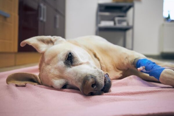 A Pet Owners Guide to Kidney Cancer in Dogs: Causes, Symptoms, and ...