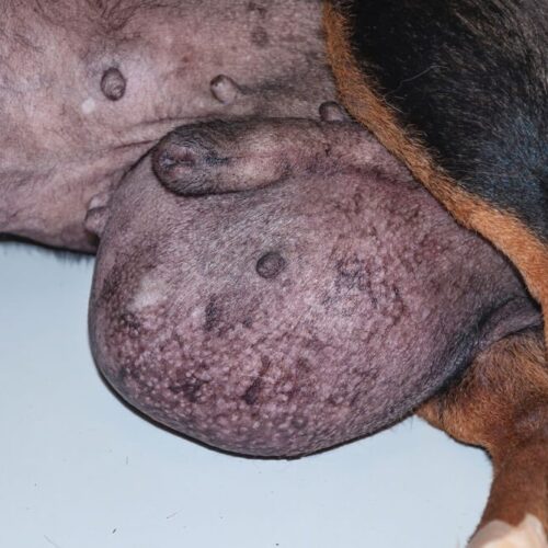 A Pet Owners Guide to Kidney Cancer in Dogs: Causes, Symptoms, and ...