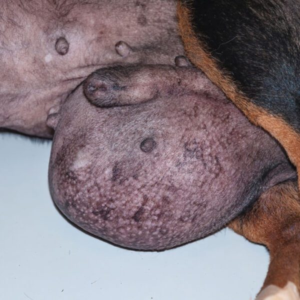 A Pet Owners Guide to Kidney Cancer in Dogs: Causes, Symptoms, and ...