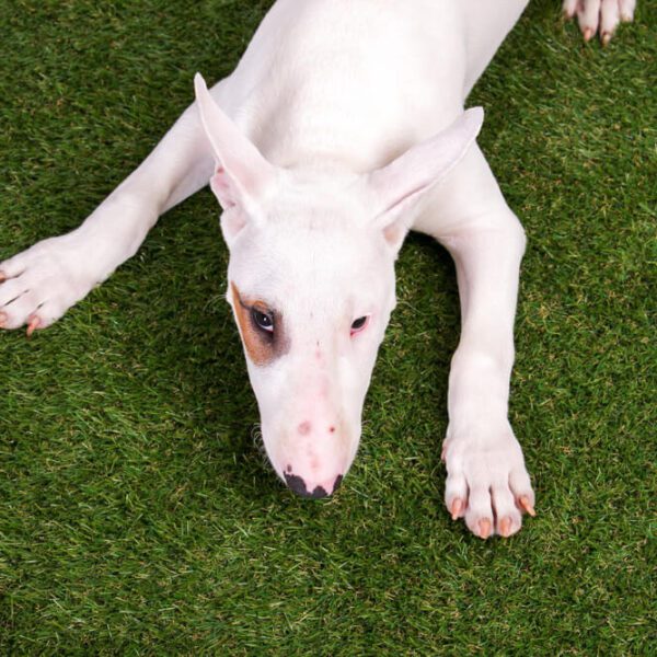 A Pet Owners Guide to Kidney Cancer in Dogs: Causes, Symptoms, and ...