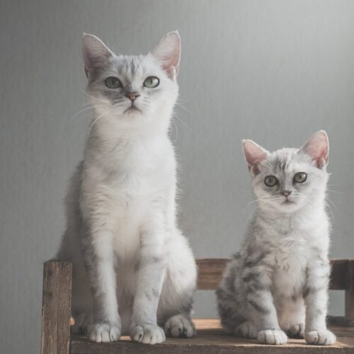 Dog DNA Test and Age Test: What is Your Pet’s Genetic Age? - TotalVet