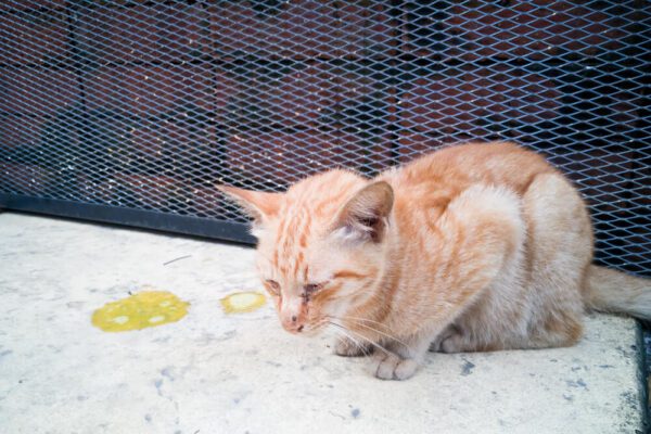 Cat Vomiting: How To Tell If It’s Serious - TotalVet