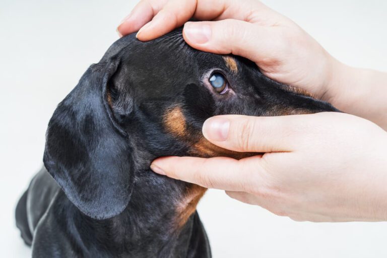 Cataracts in Dogs: Stages, Causes, Treatments, And More