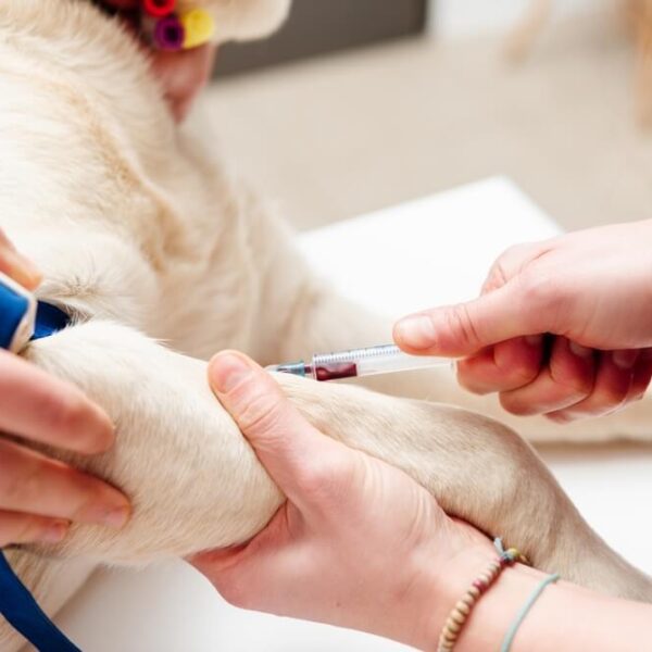 Dog DNA Test and Age Test: What is Your Pet’s Genetic Age? - TotalVet