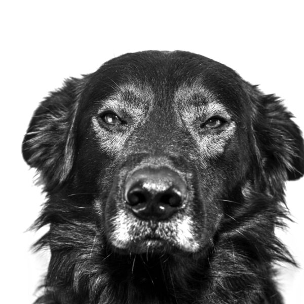 Dog DNA Test and Age Test: What is Your Pet’s Genetic Age? - TotalVet