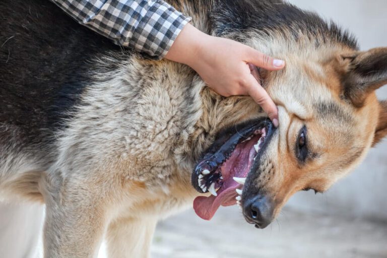 Dog Grinding Teeth: Causes, Symptoms, and Solutions