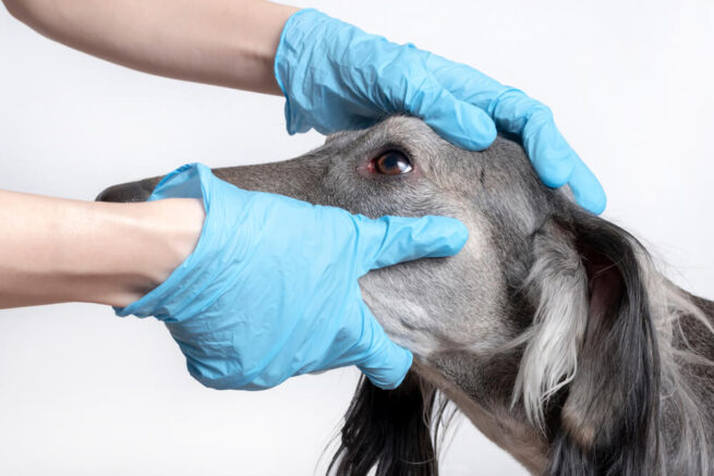 Entropion in Dogs: What You Need to Know?