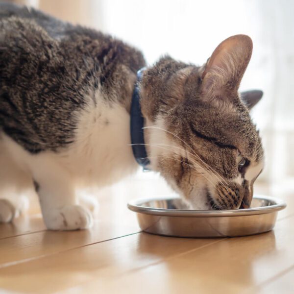 Smalls Cat Food Review: Ingredients, Varieties, and Benefits