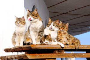 What is a Group of Cats Called? The Origin of Clowder - TotalVet