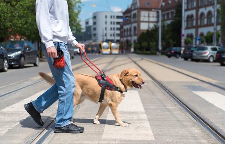 Service Dog Statistics - Total Vet