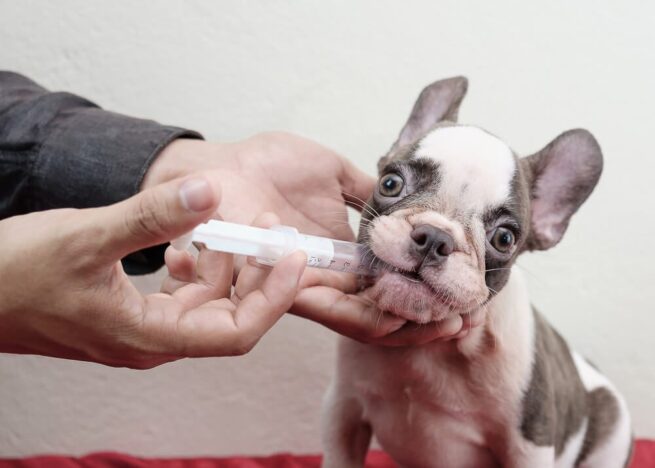 A Guide to Galliprant for Dogs: Benefits, Dosage and More - TotalVet