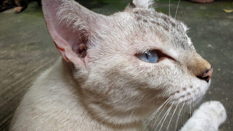 Cat Ear Yeast Infection: Cause, Symptoms, and Treatment - TotalVet
