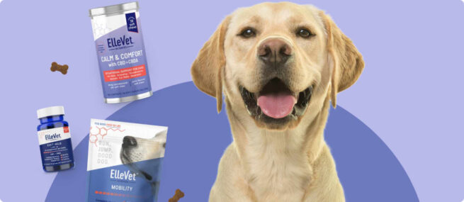 ElleVet CBD Products Review: CBD Oil and CBD Chews