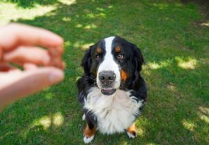 CBD Gummies for Dogs: Everything You Need to Know - TotalVet