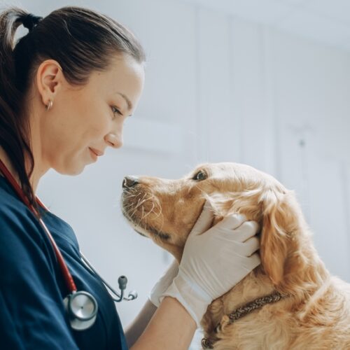 USDA Accredited Veterinarian - TotalVet