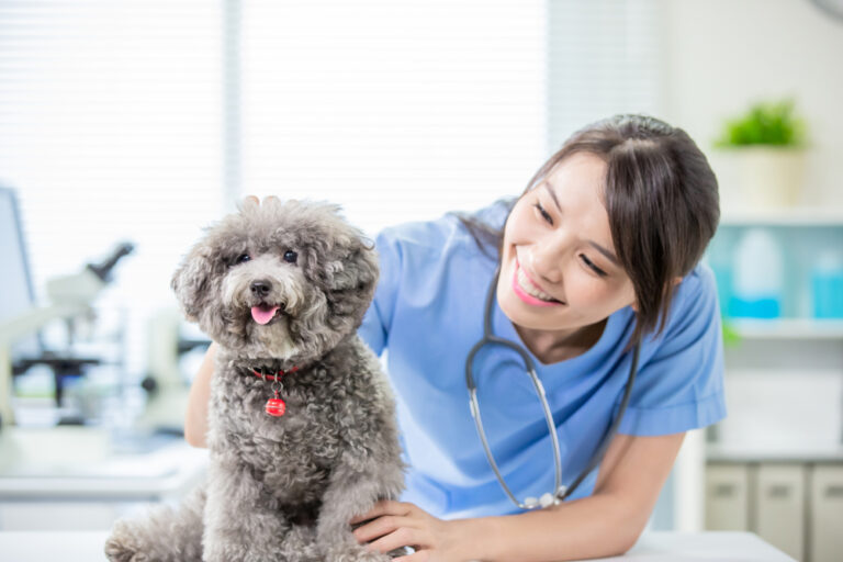 Veterinarian Salary in 2024: The Highest and Lowest Paying U.S. States ...