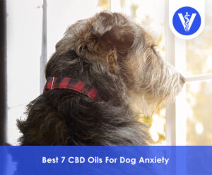 Best 7 CBD Oils For Dog Anxiety - TotalVet