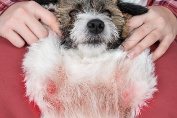 Flea Allergy Dermatitis in Dogs: Symptoms and Treatments
