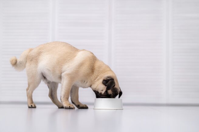 Can Dogs Eat Ground Beef?