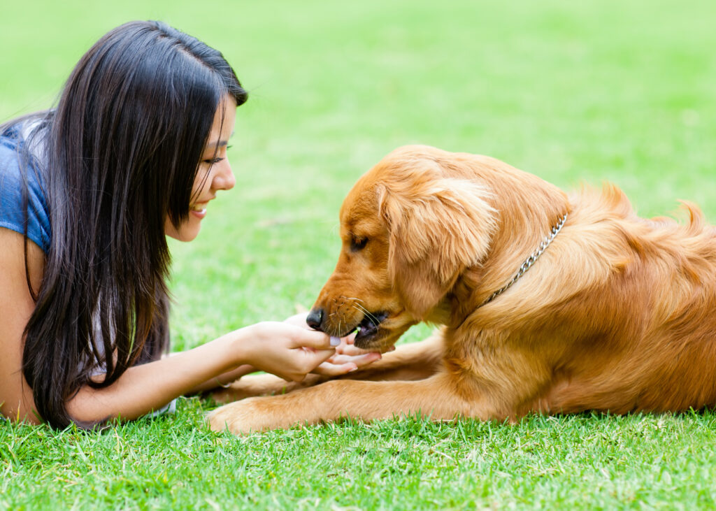 Can Dogs Eat Chicken Nuggets?