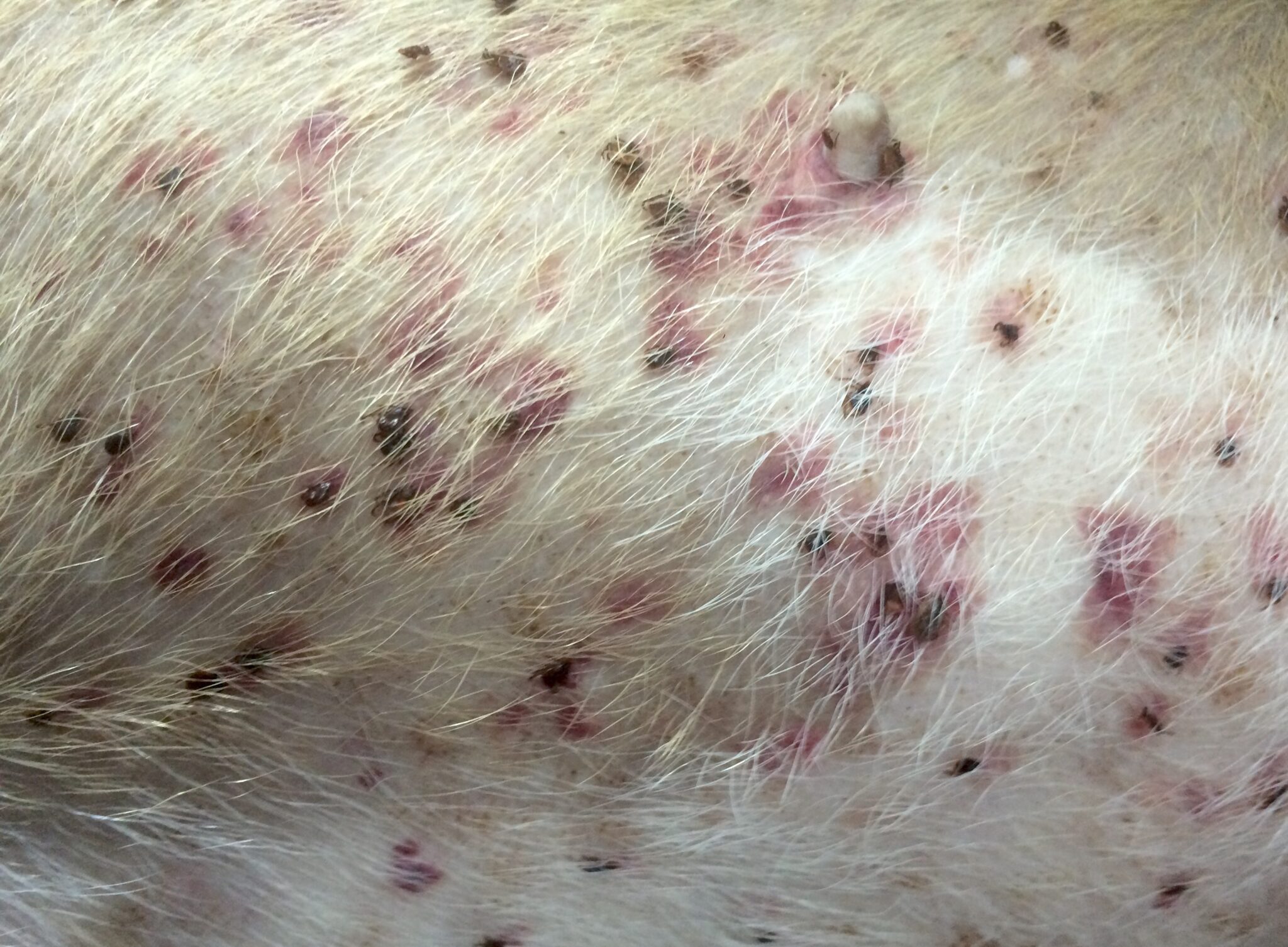 Immune-Mediated Thrombocytopenia in Dogs: Causes and more