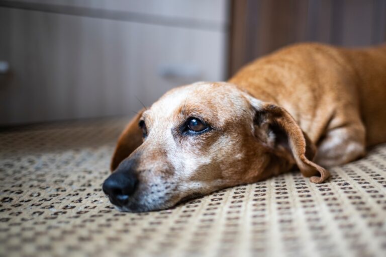 Systemic Lupus Erythematosus in Dogs: Everything to Know